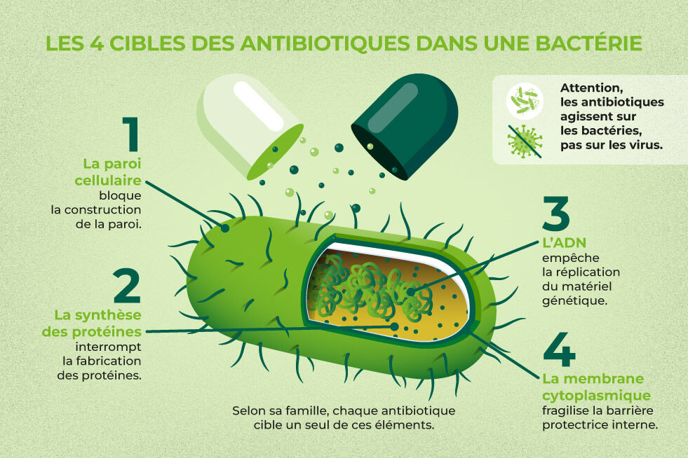 Antibiotiques : conseils de votre pharmacienne Multipharma
